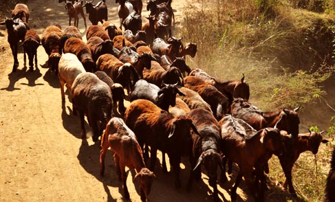 Homegrown…. | Story of Indian crafts and craftsmen