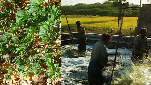 The story of Indigo | Story of Indian crafts and craftsmen