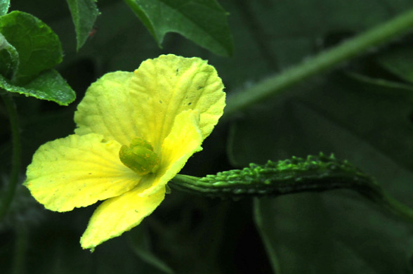 Gourds' own country... | Story of Indian crafts and craftsmen