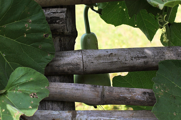 Gourds' own country... | Story of Indian crafts and craftsmen